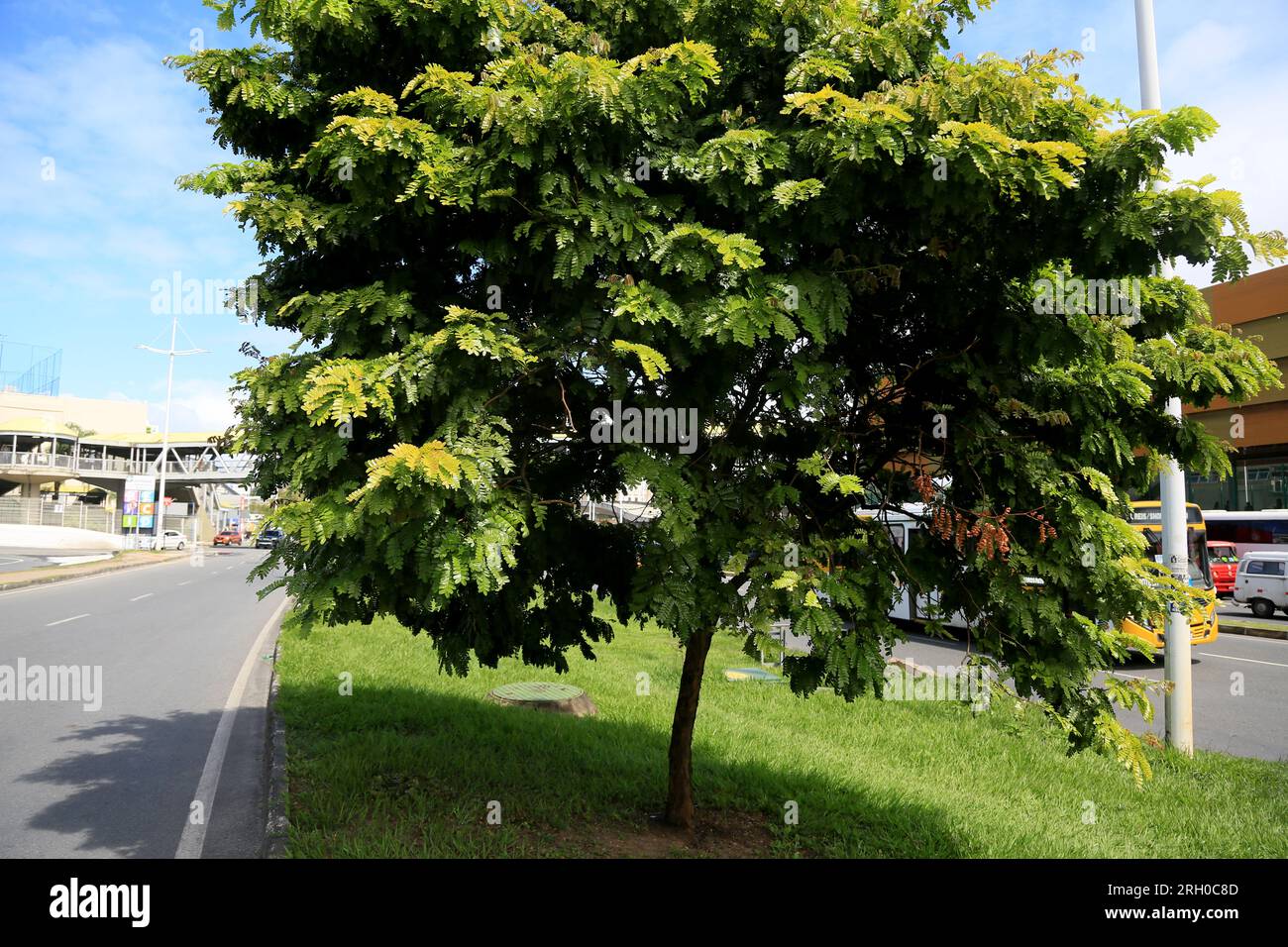 salvador, bahia, brazil - august 11, 2023: pau brasil tree ...