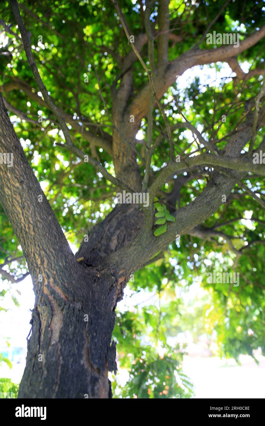 salvador, bahia, brazil - august 11, 2023: pau brasil tree ...