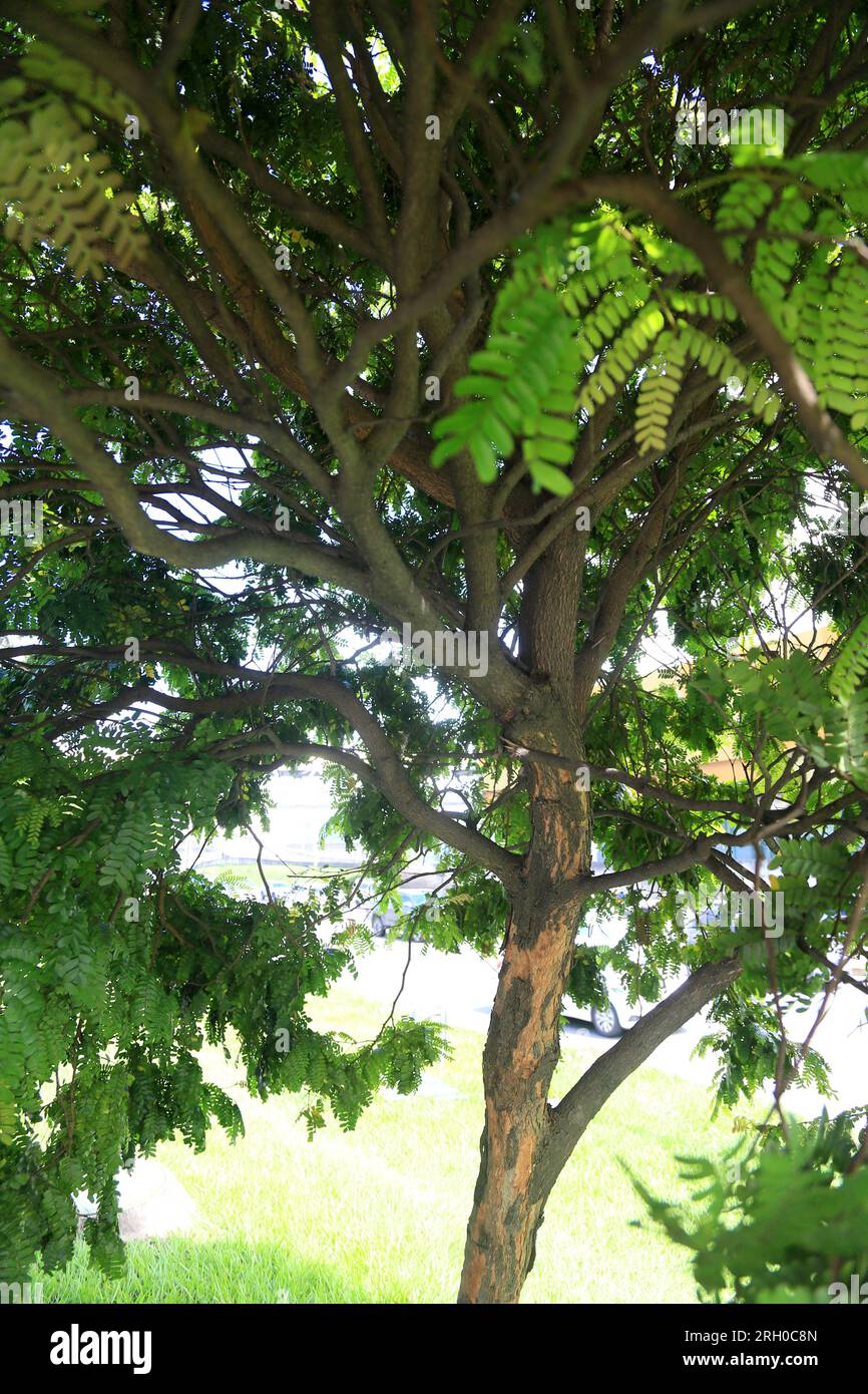 salvador, bahia, brazil - august 11, 2023: pau brasil tree ...