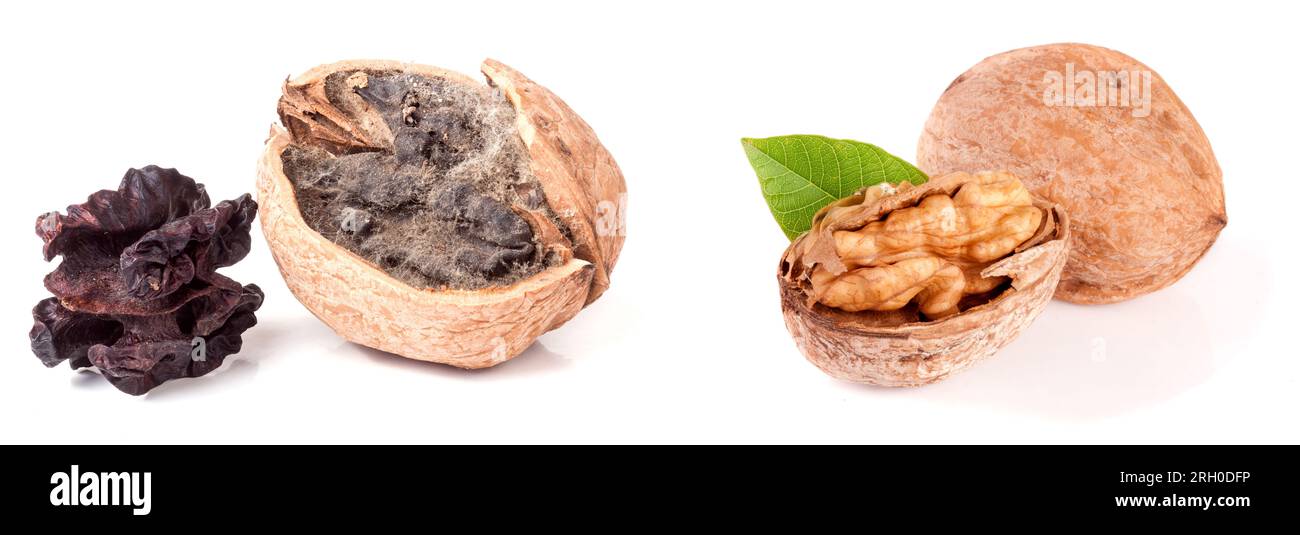 Rotten walnut hi-res stock photography and images - Alamy