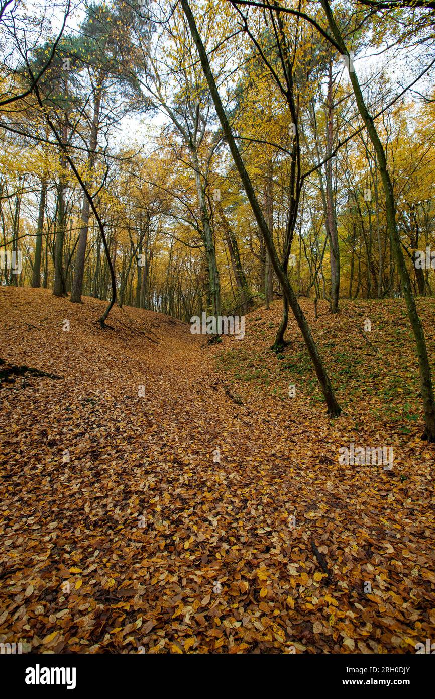 yellow and orange foliage of deciduous trees on the ground during leaf ...
