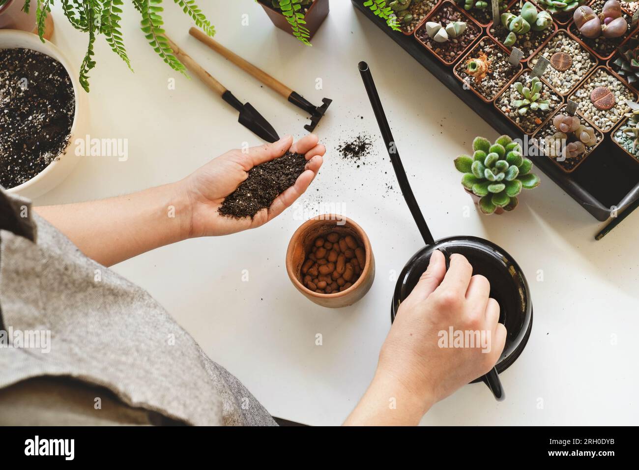 Put soil for plants in pot during repotting or transplantation of ...