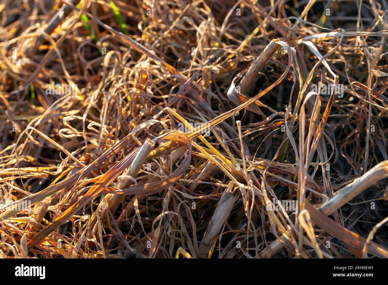 plants and grass turning yellow in the autumn season on an agricultural ...