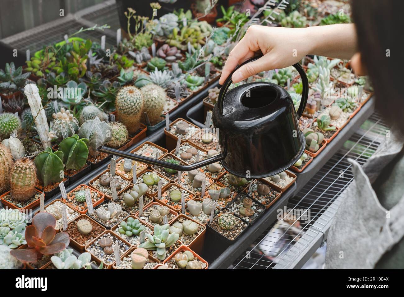 Watering succulent plants in pots grown for sale. Florist small ...