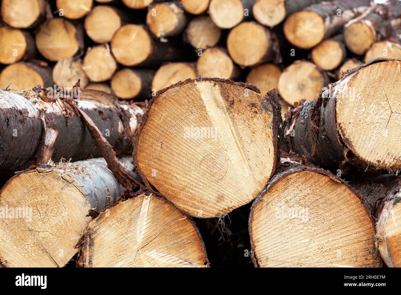 hardwood logging for industrial processing and production, tree trunks ...