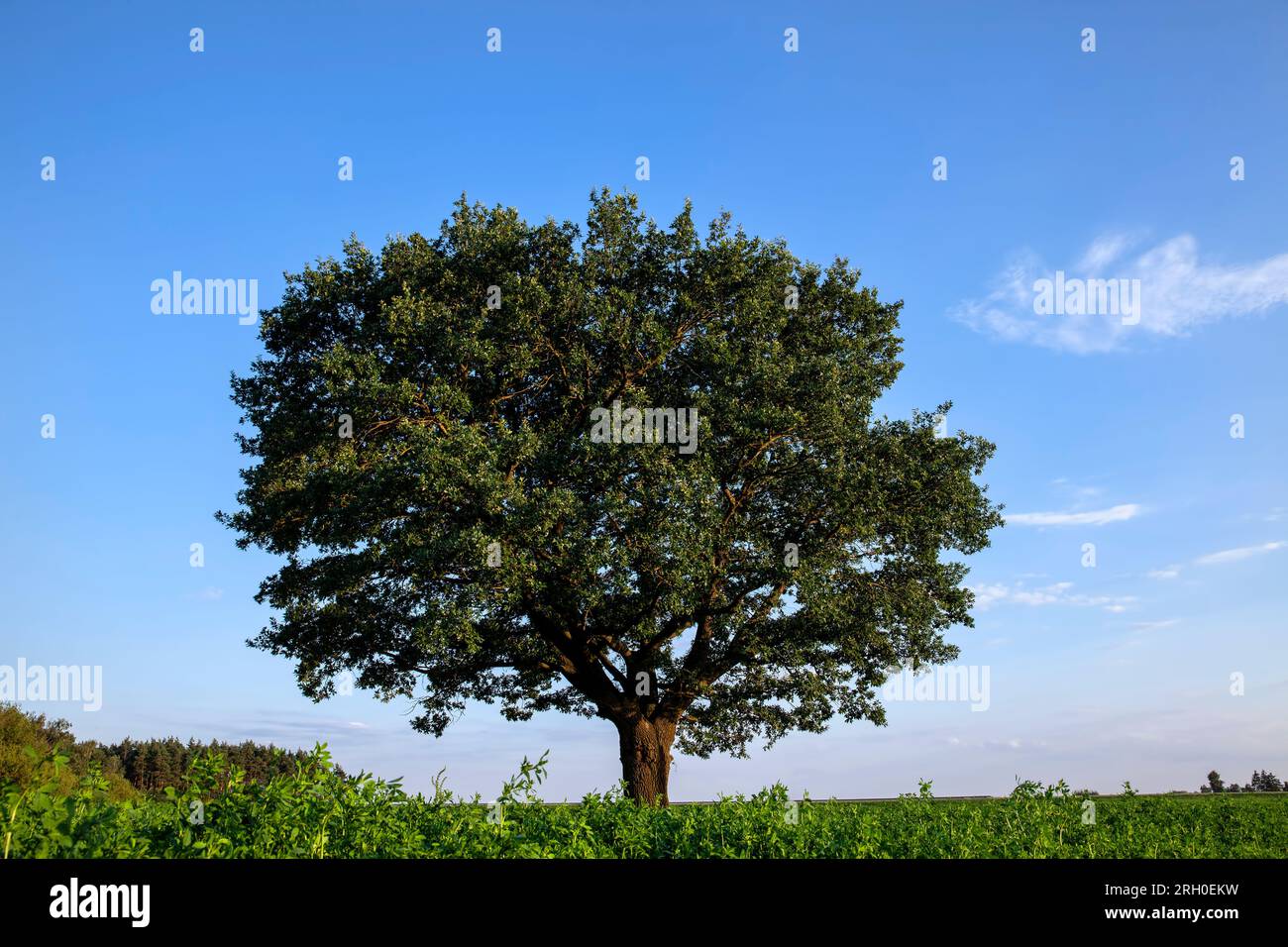 one oak tree growing in a field, a lonely tree with green foliage in ...