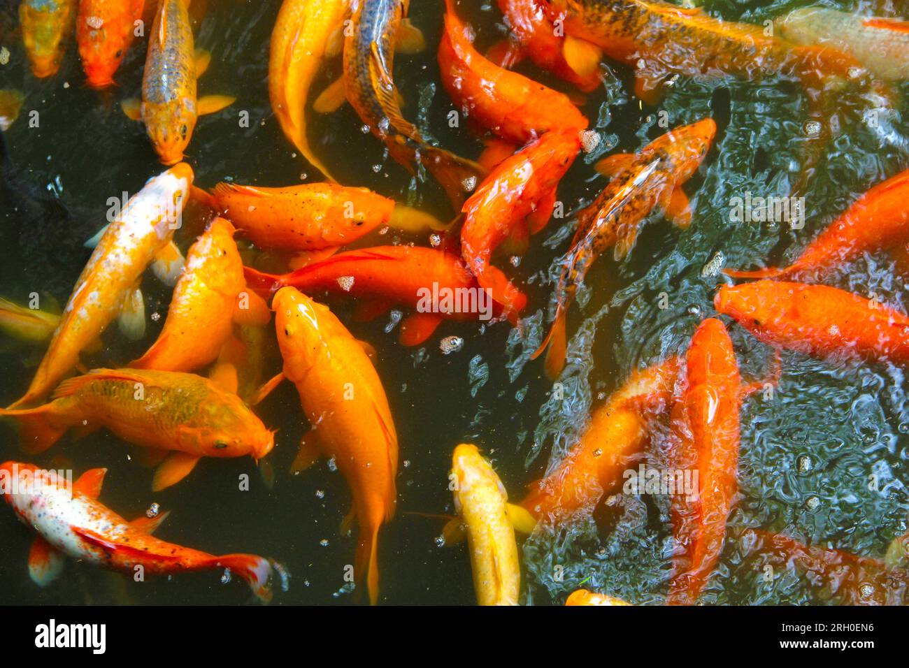 Orange fish swimming in the water seen from above. If you are a fish ...