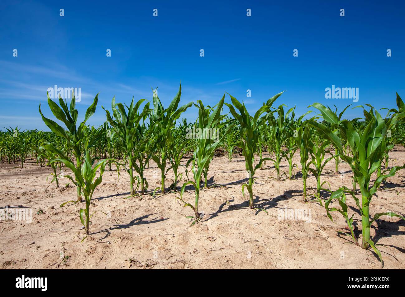 green corn field during cultivation, green corn in the field for ...