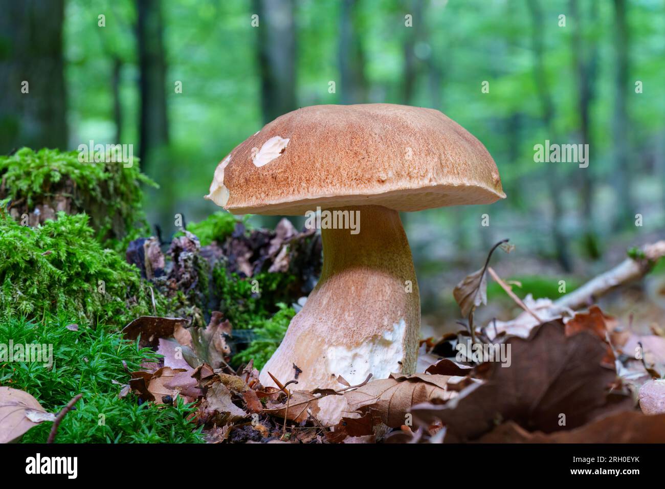 Edible forest mushroom Boletus Edulis or porcini fungus, tasty ... Edible forest mushroom Boletus Edulis or porcini fungus, tasty ...