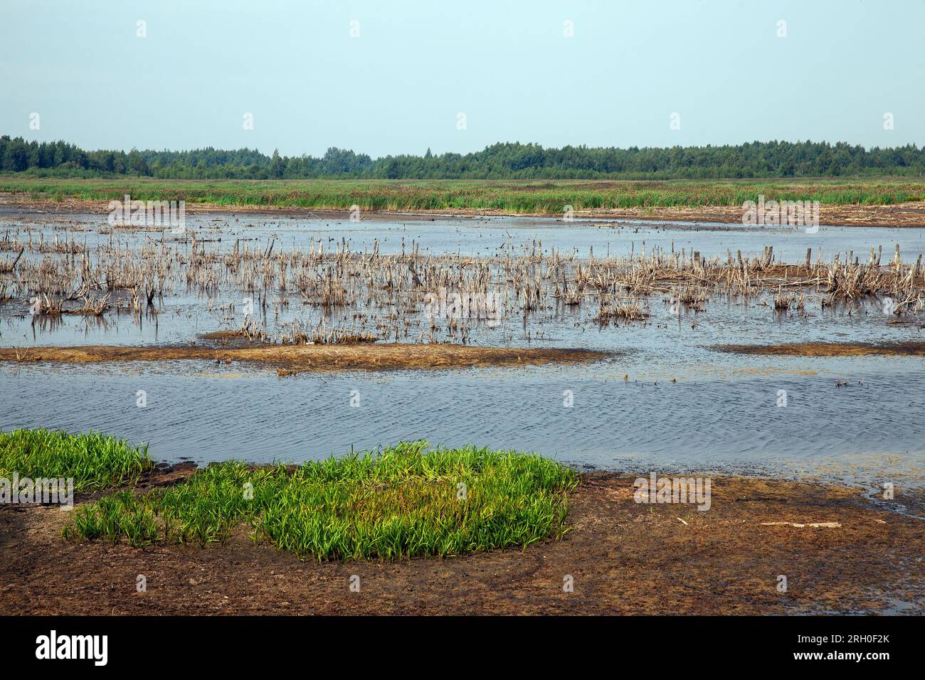 a swamp flooded with water with different vegetation, nature with ...