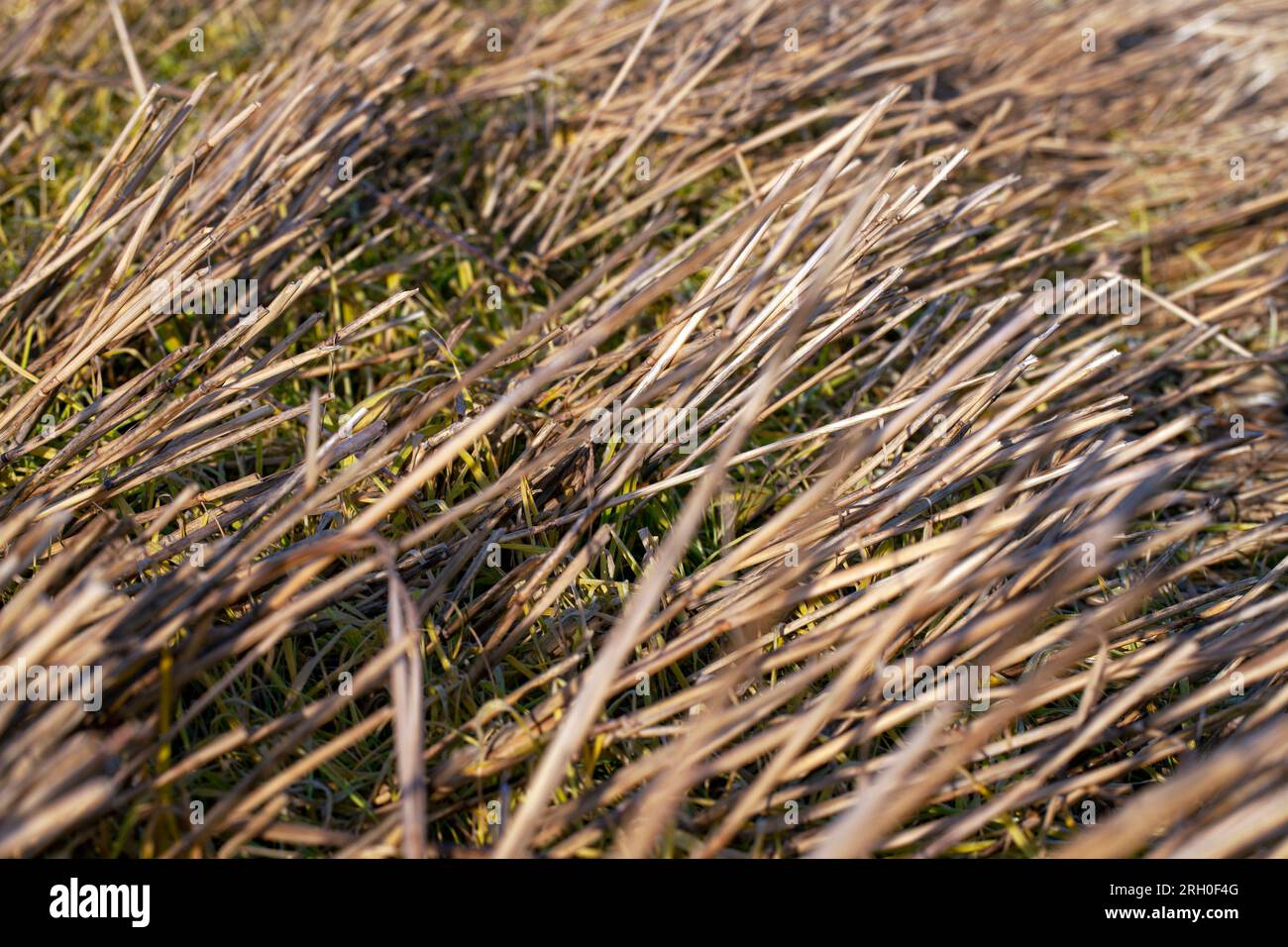 plants and grass turning yellow in the autumn season on an agricultural ...