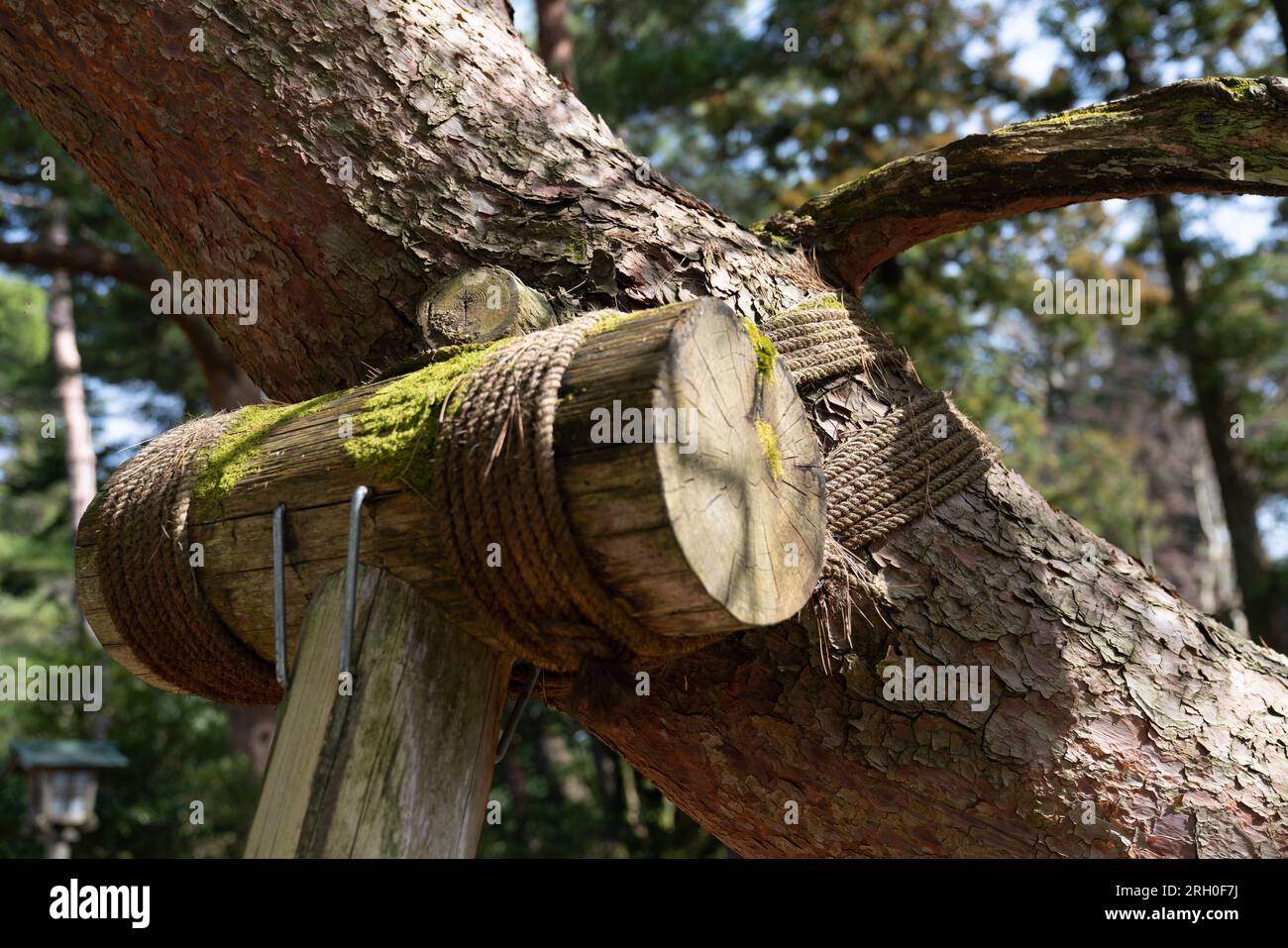 Trees roped, supported in the Kenrokuen Garden, Kanazawa, Japan Stock ...
