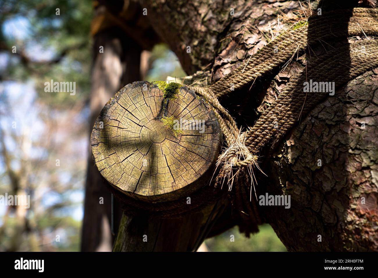 Trees roped, supported in the Kenrokuen Garden, Kanazawa, Japan Stock ...