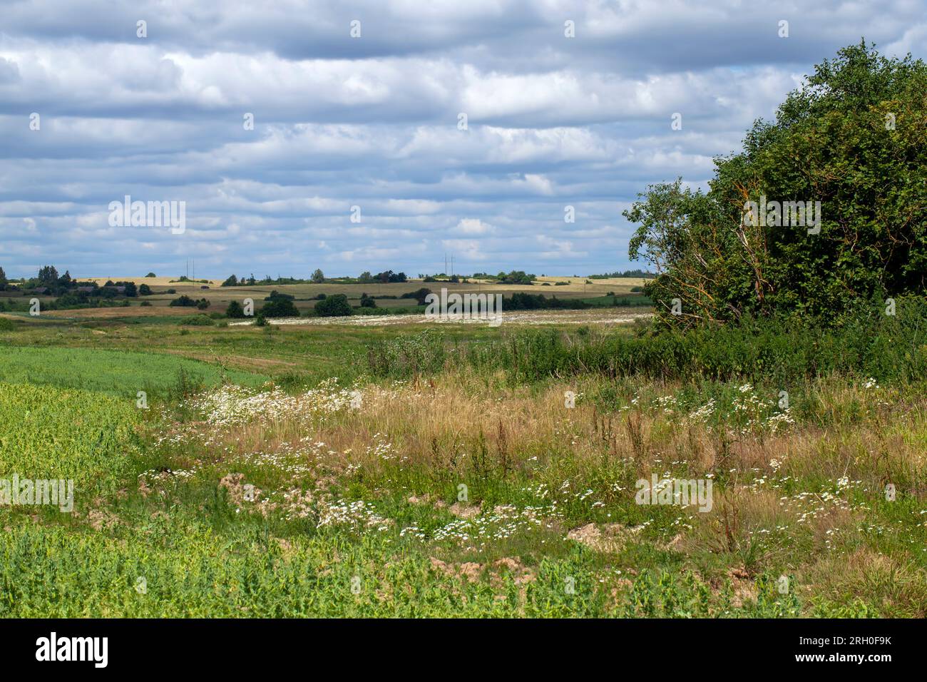 agricultural field with grass and other plants, summer season with ...