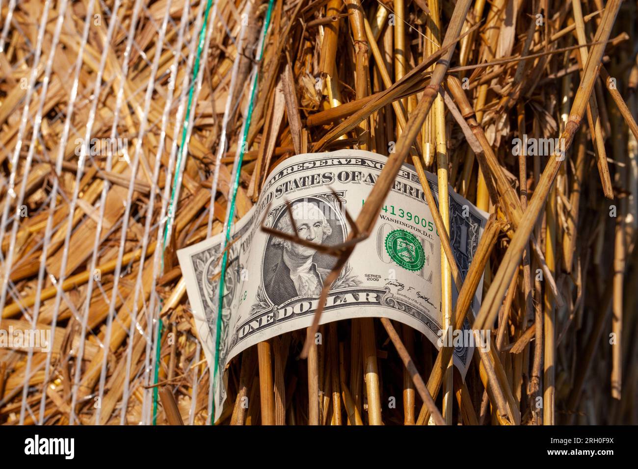 American dollars lie on the agricultural field on which the wheat crop ...