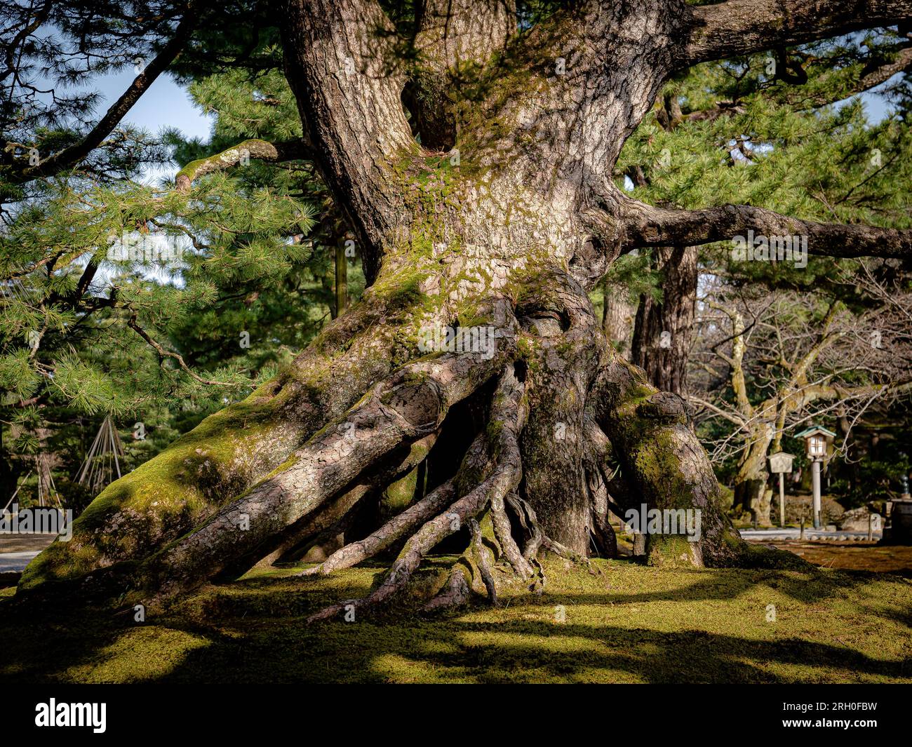 Neagari-no-matsu or pine with raised roots, in Kenrokuen Garden ...