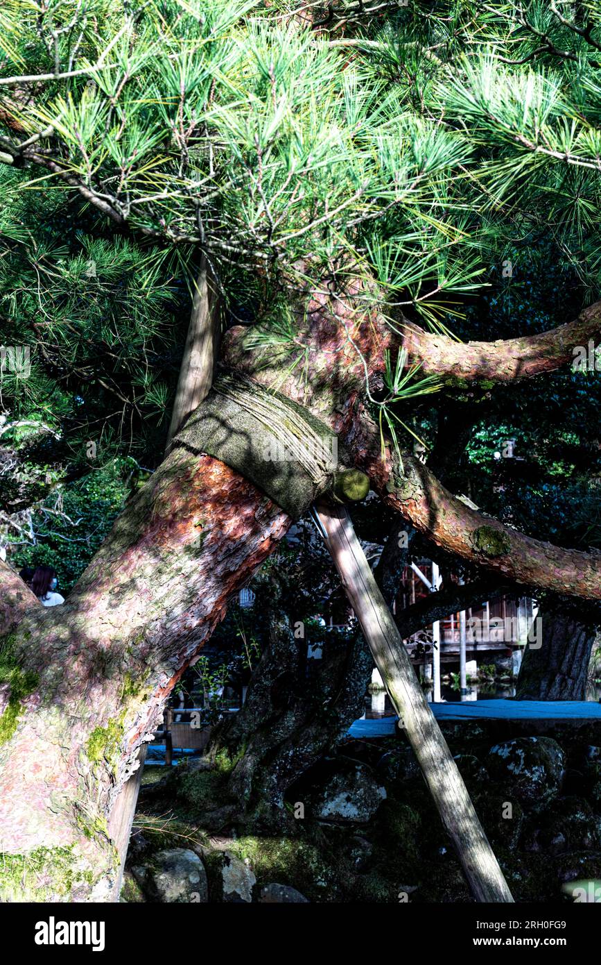Trees roped, supported in the Kenrokuen Garden, Kanazawa, Japan Stock ...