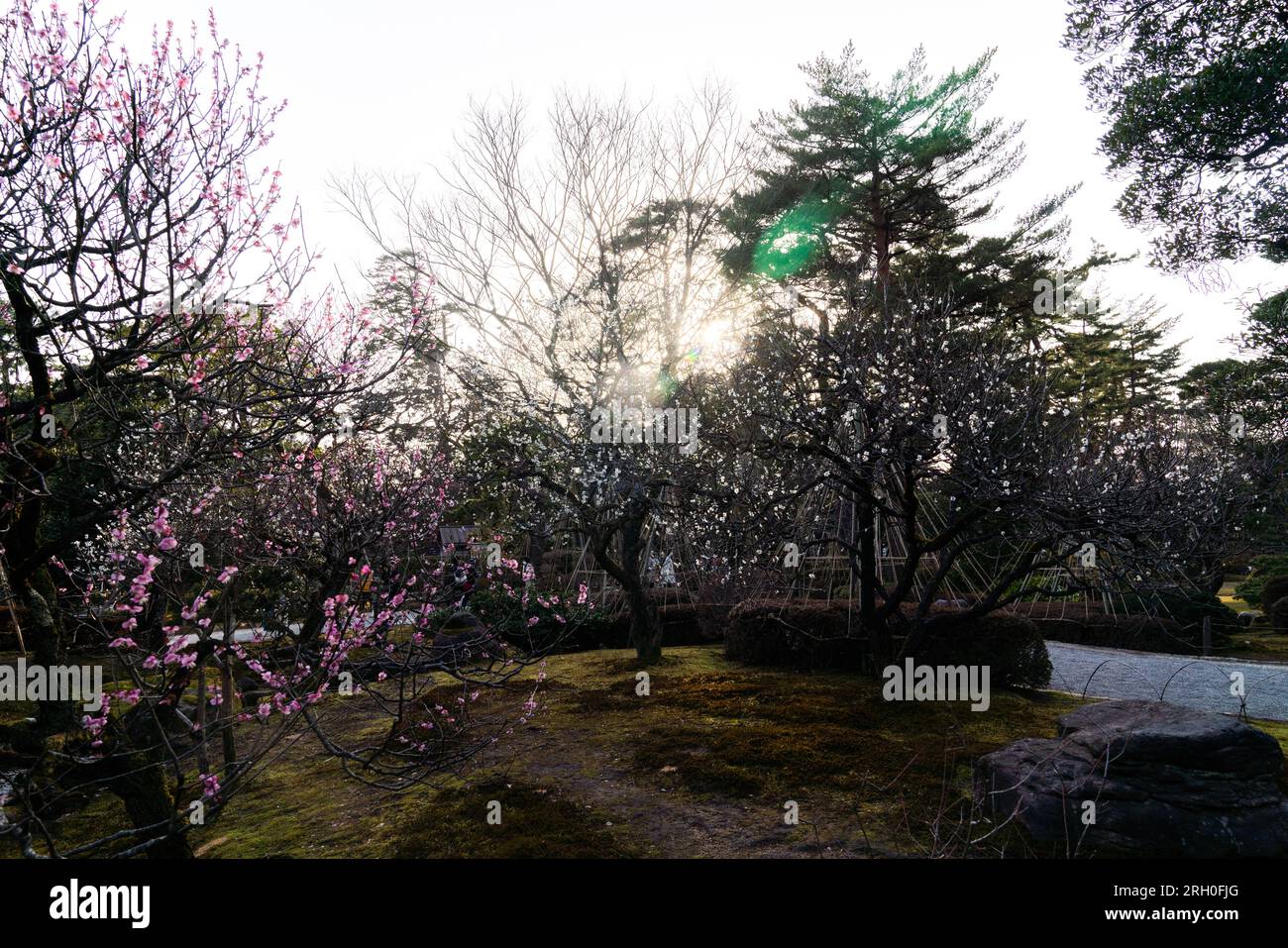 Japanese plum, ume, trees in bloom in the orchard of Kenrokuen Garden ...