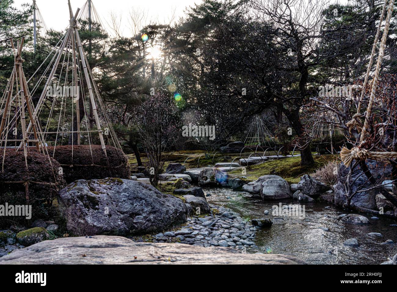 Japanese plum, ume, trees in bloom in the orchard of Kenrokuen Garden ...