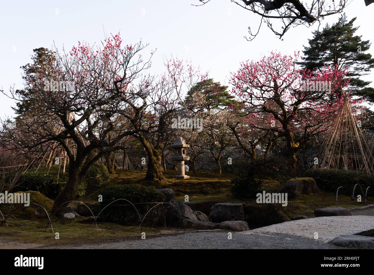 Japanese plum, ume, trees in bloom in the orchard of Kenrokuen Garden ...