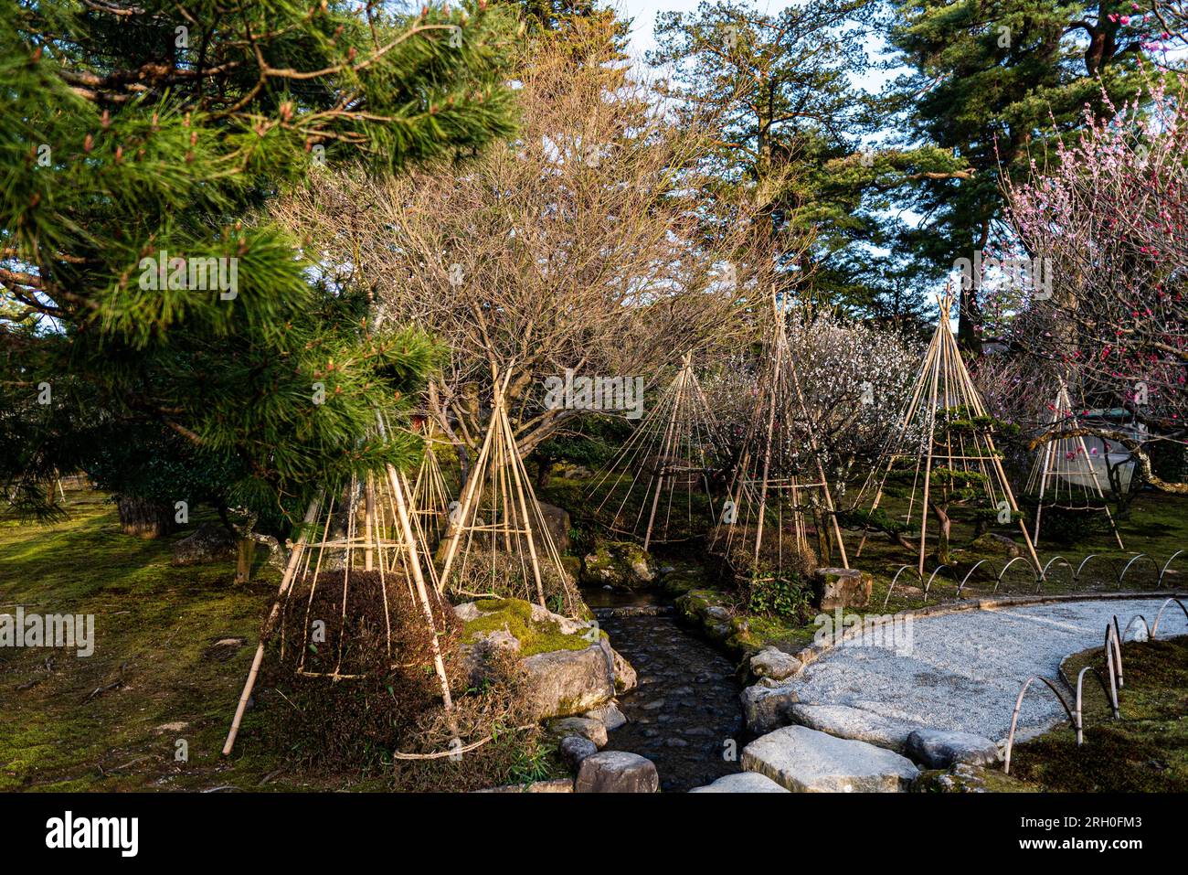 Japanese plum, ume, trees in bloom in the orchard of Kenrokuen Garden ...