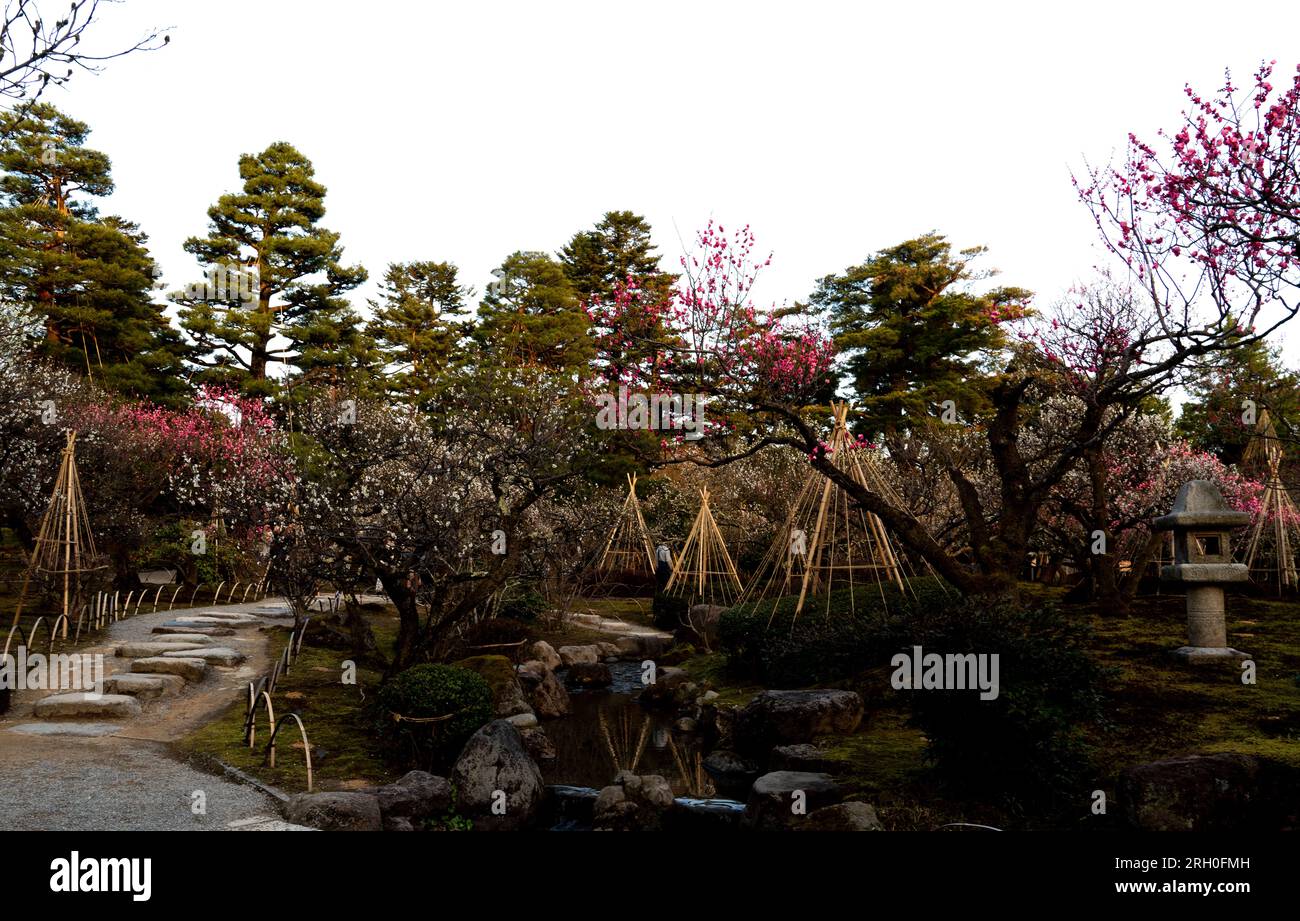 Japanese plum, ume, trees in bloom in the orchard of Kenrokuen Garden ...