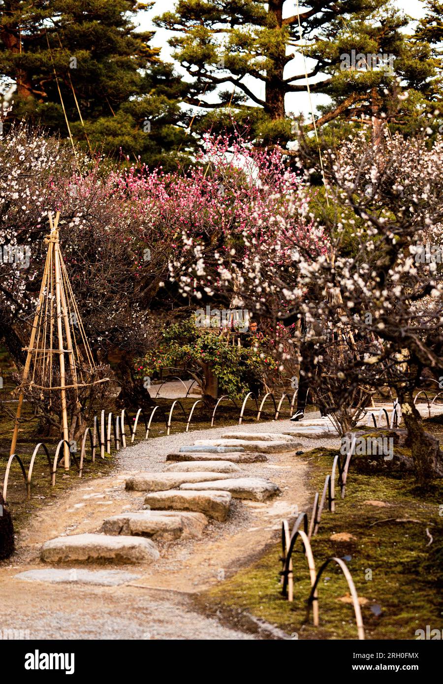 Japanese plum, ume, trees in bloom in the orchard of Kenrokuen Garden ...