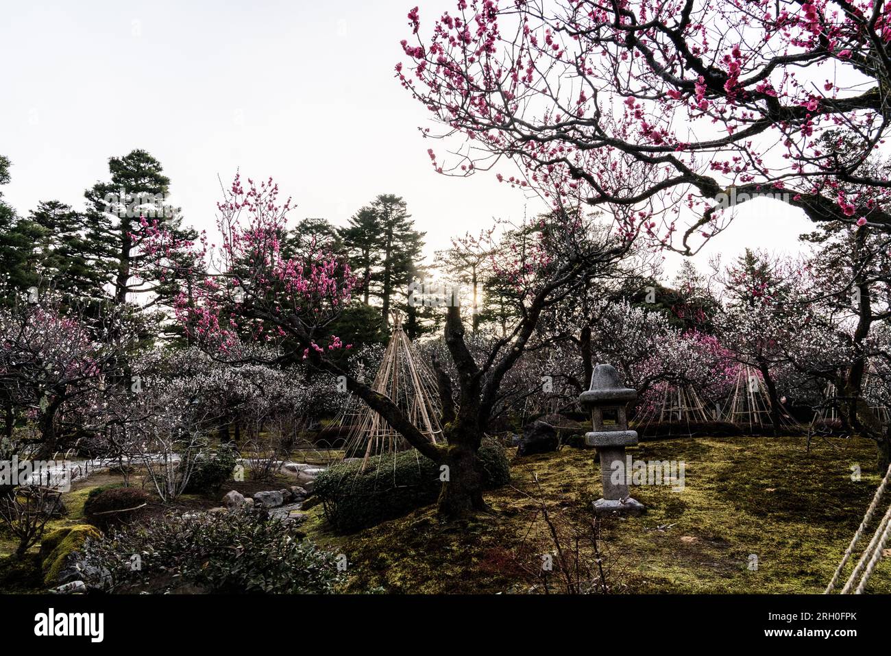 Japanese plum, ume, trees in bloom in the orchard of Kenrokuen Garden ...