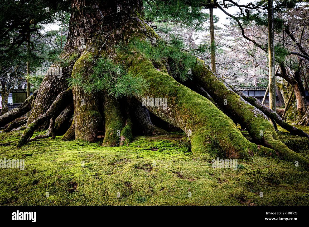 Neagari matsu hi-res stock photography and images - Alamy