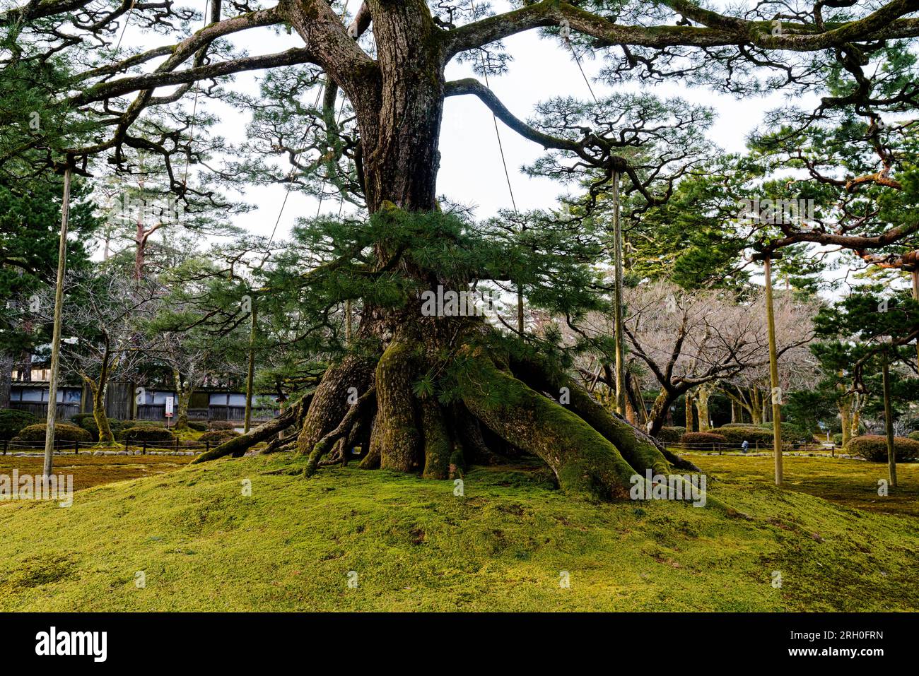 Neagari-no-matsu or pine with raised roots, in Kenrokuen Garden ...