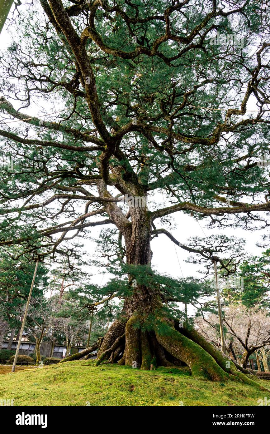 Neagari-no-matsu or pine with raised roots, in Kenrokuen Garden ...