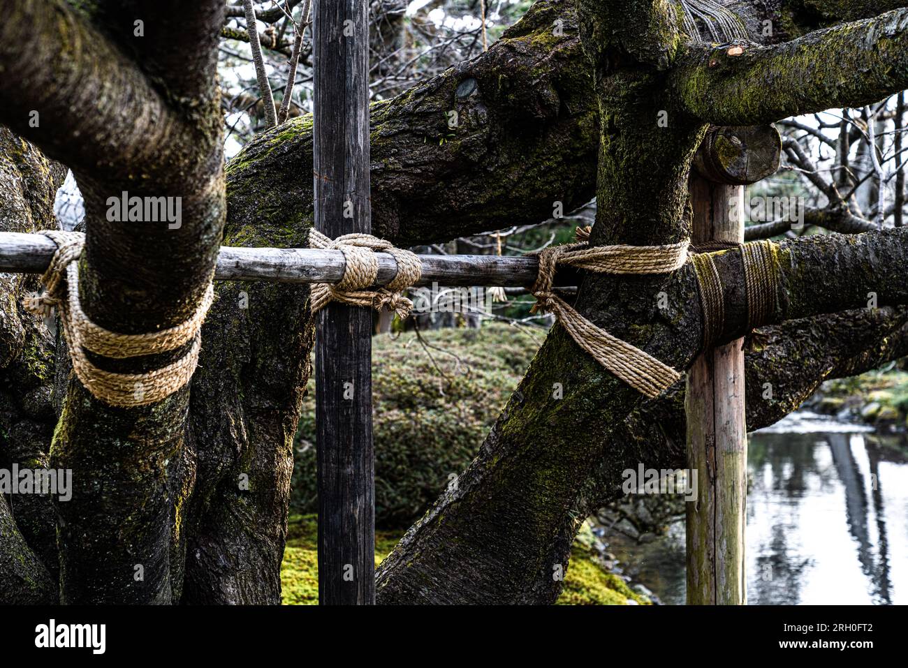 Trees roped, supported in the Kenrokuen Garden, Kanazawa, Japan Stock ...