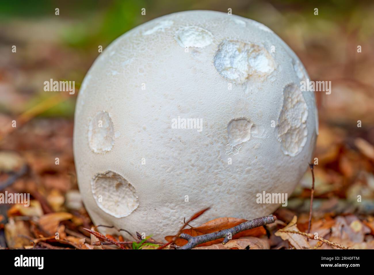 White giant puffball fungus Calvatia gigantea growing in grassland ...