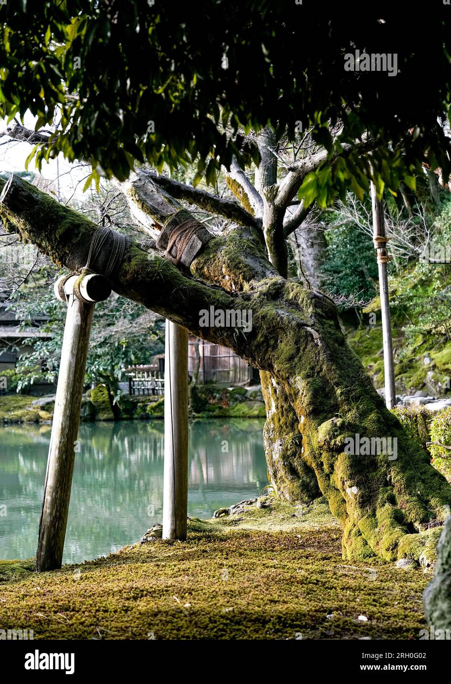 Yukizuri kenrokuen hi-res stock photography and images - Alamy