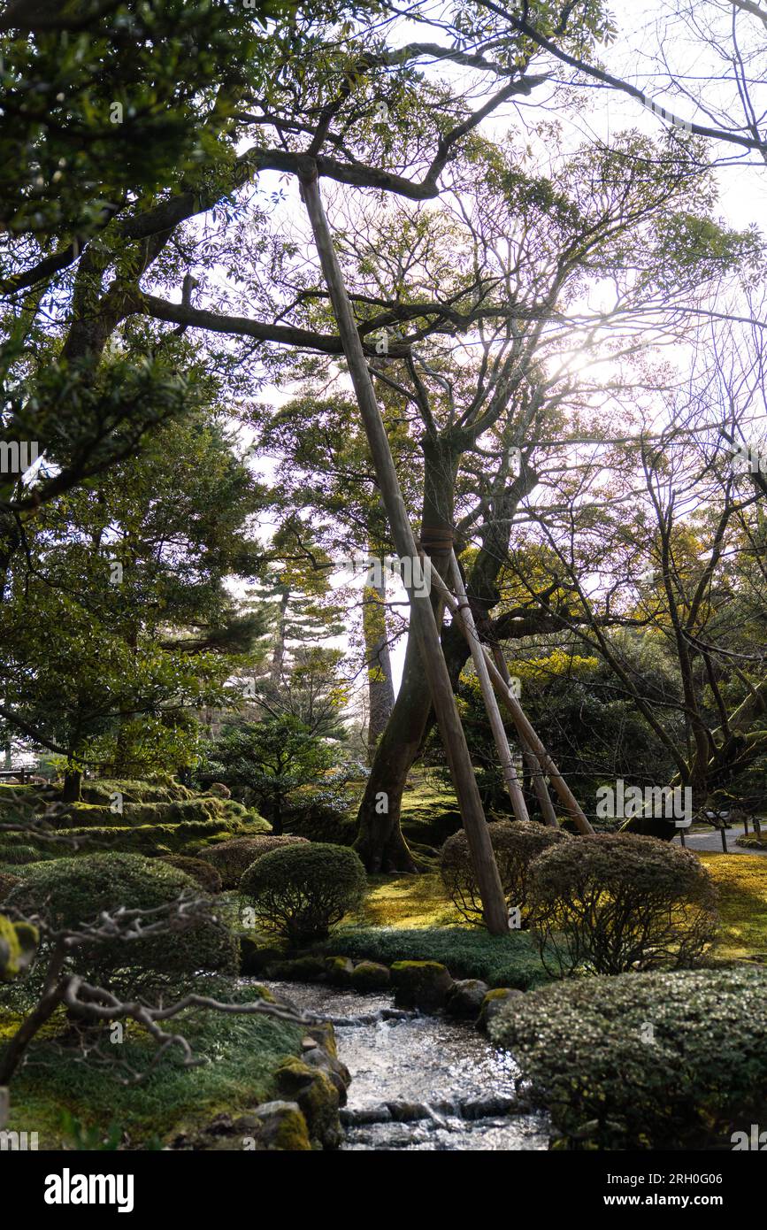 Trees roped, supported in the Kenrokuen Garden, Kanazawa, Japan Stock ...