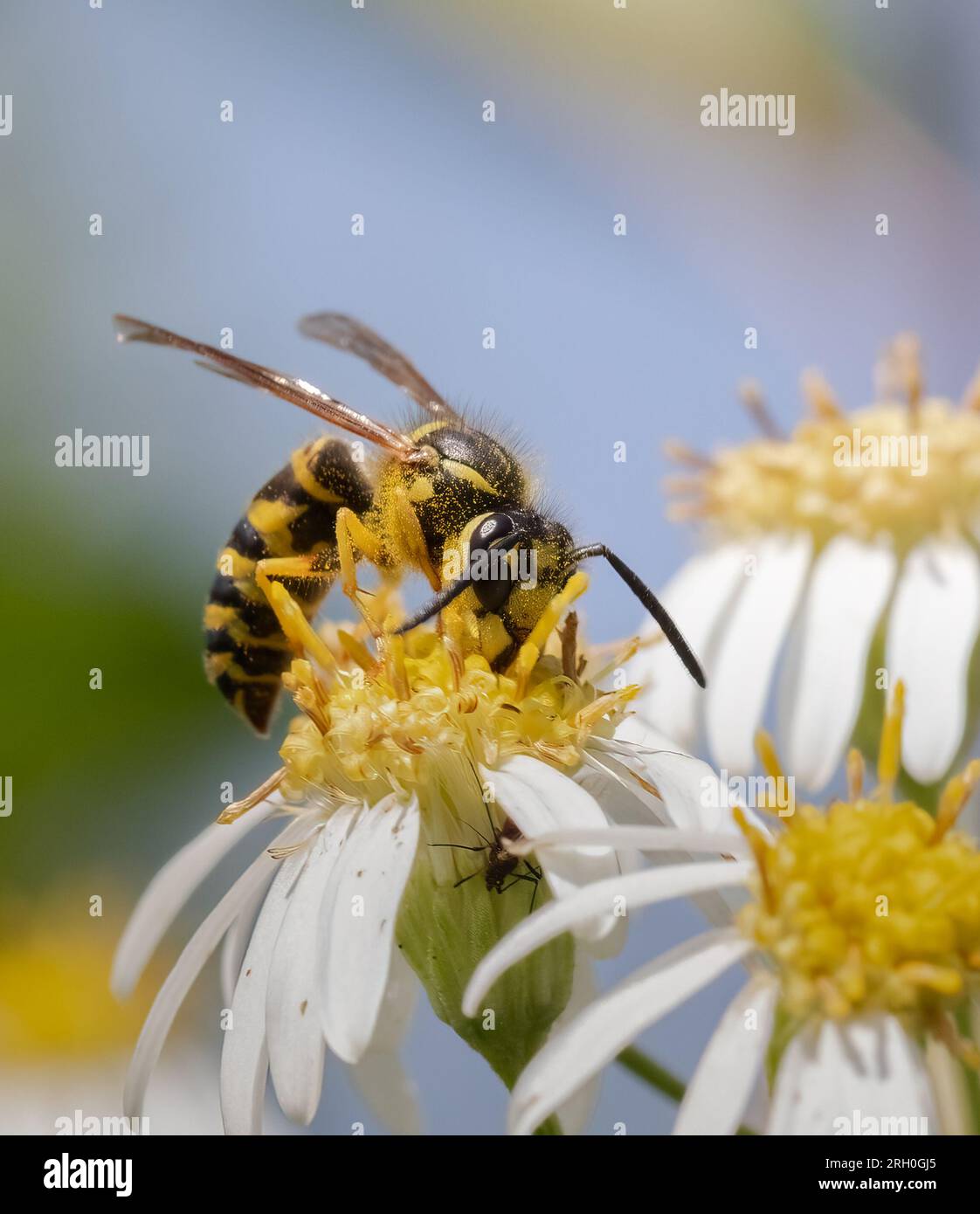 A Sandhill's hornet foraging in wildflowers for nectar in Ontario Stock ...