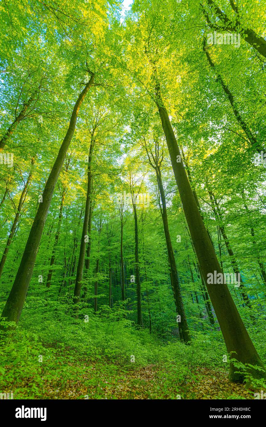 Springtime forest with setting sun shining through leaves and branches ...