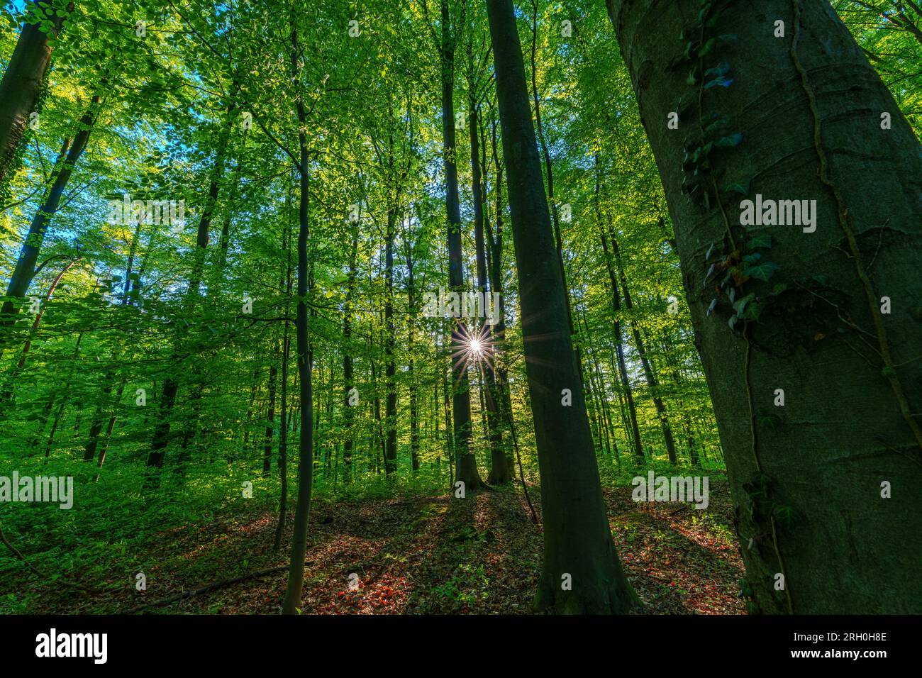 Springtime forest with setting sun shining through leaves and branches ...