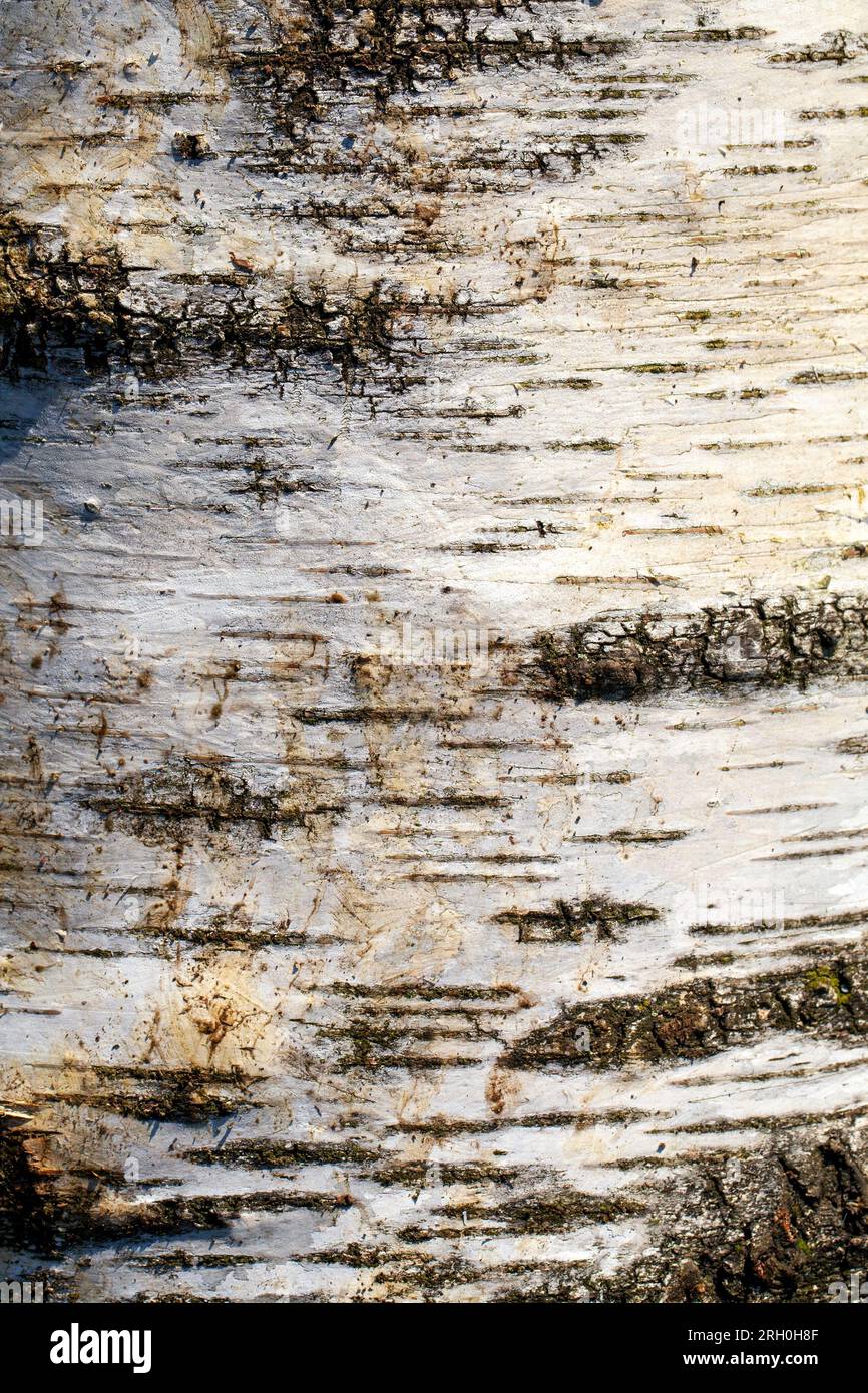 close-up of tree bark, structure and features of protective tree bark ...