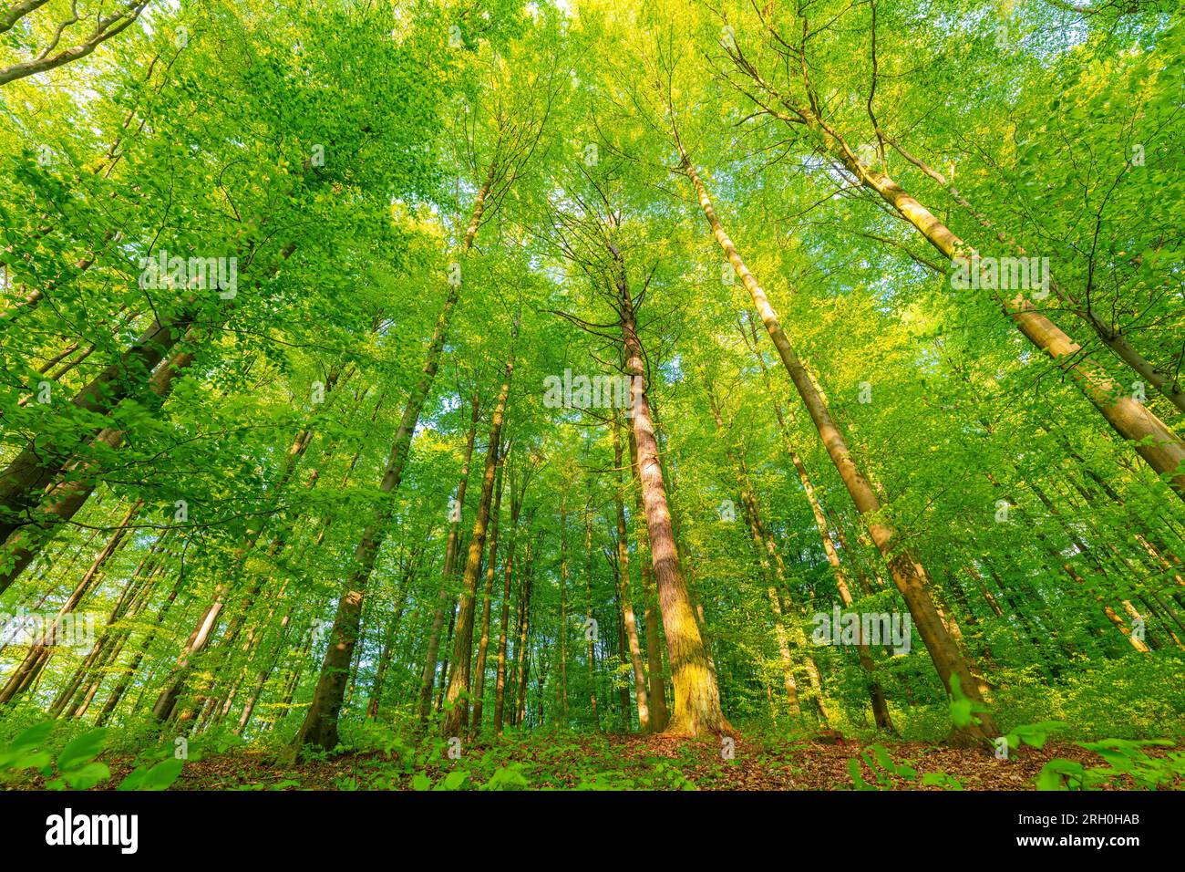 Springtime forest with setting sun shining through leaves and branches ...