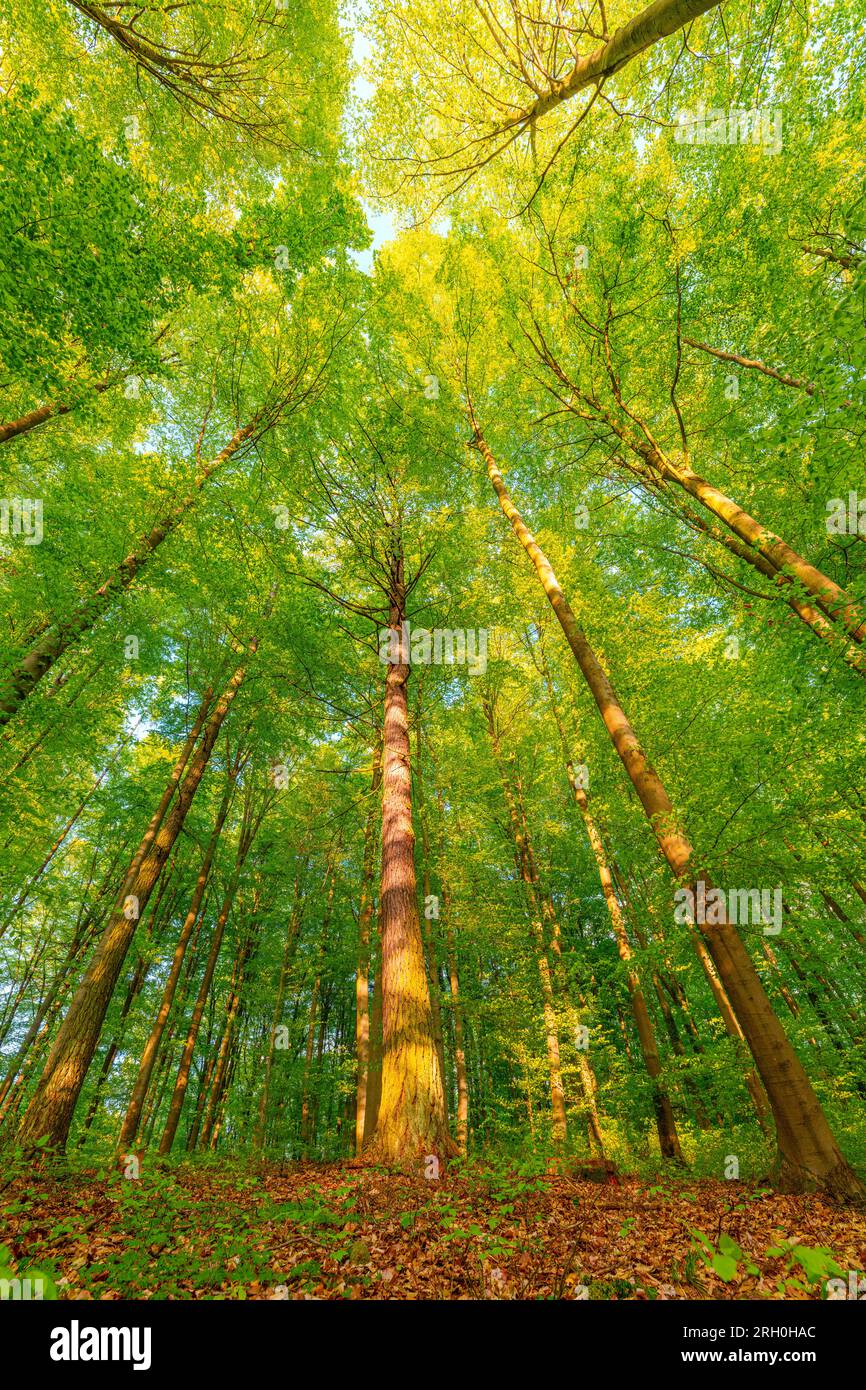 Springtime forest with setting sun shining through leaves and branches ...