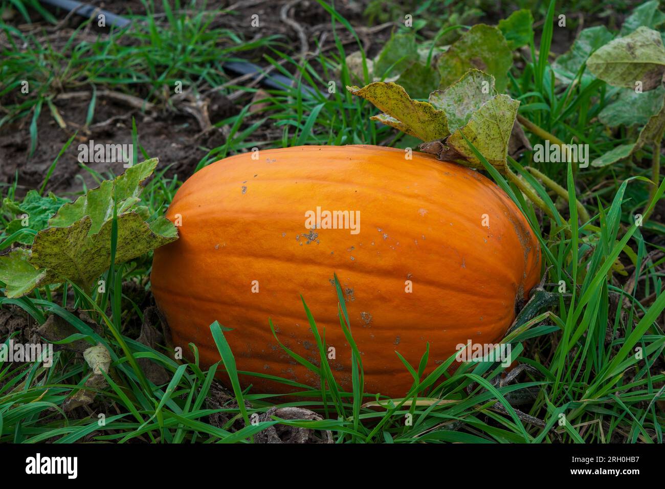 Single pumpkin growing in the vegetable garden ready to be harvested ...