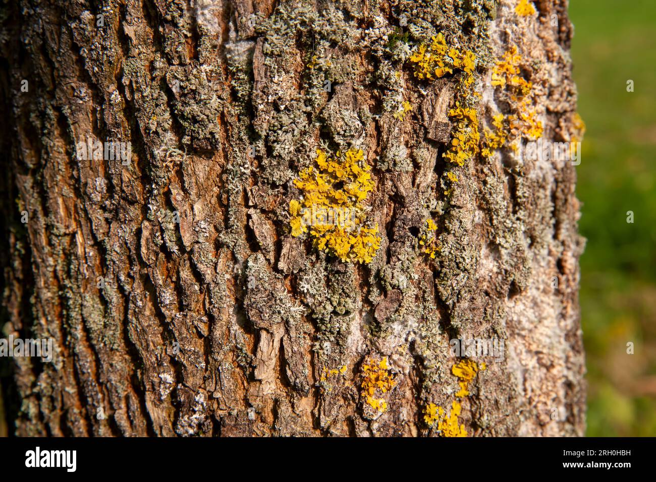 close-up of tree bark, structure and features of protective tree bark ...