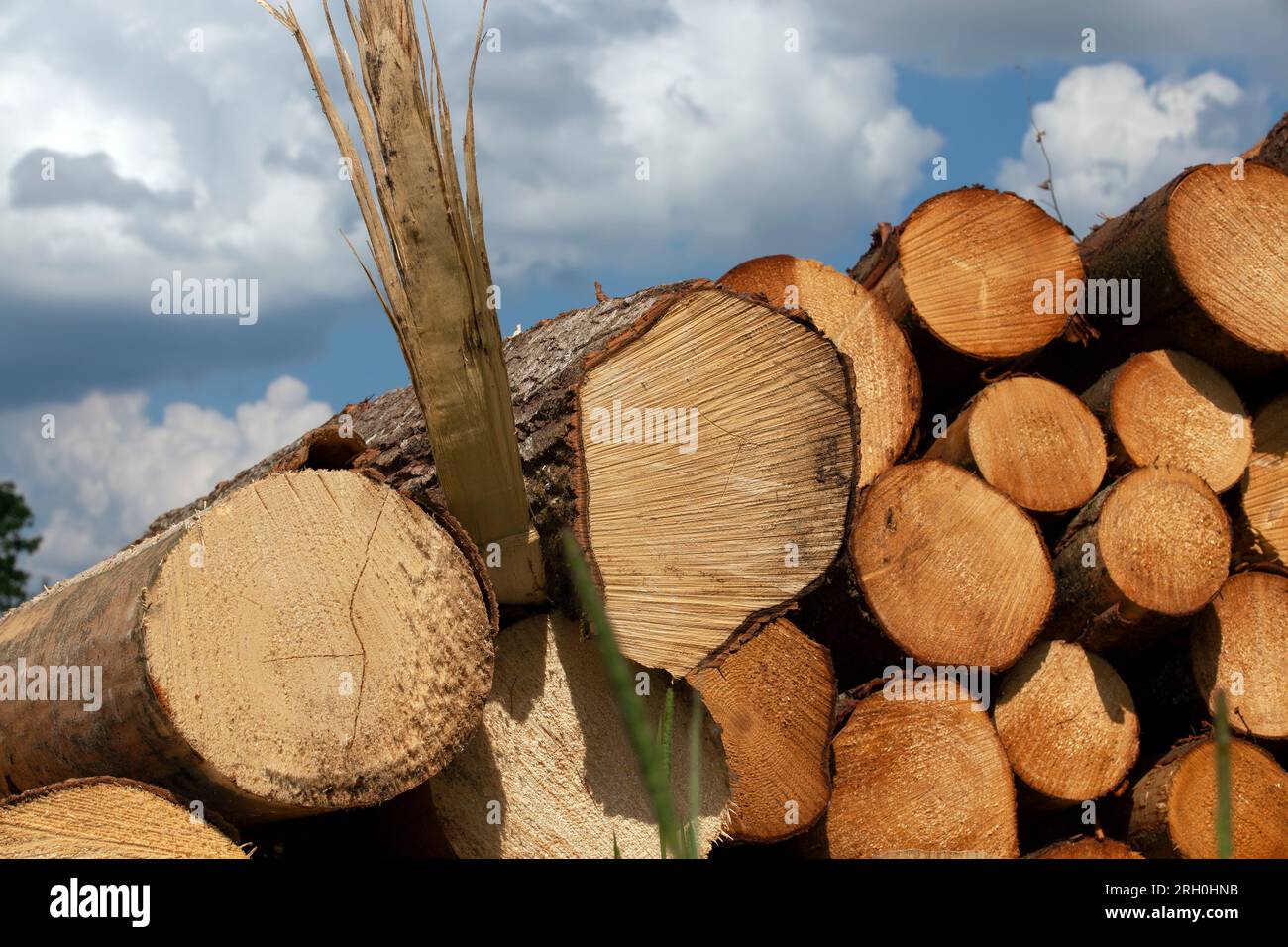 a large amount of pine wood during logging, deforestation to obtain ...