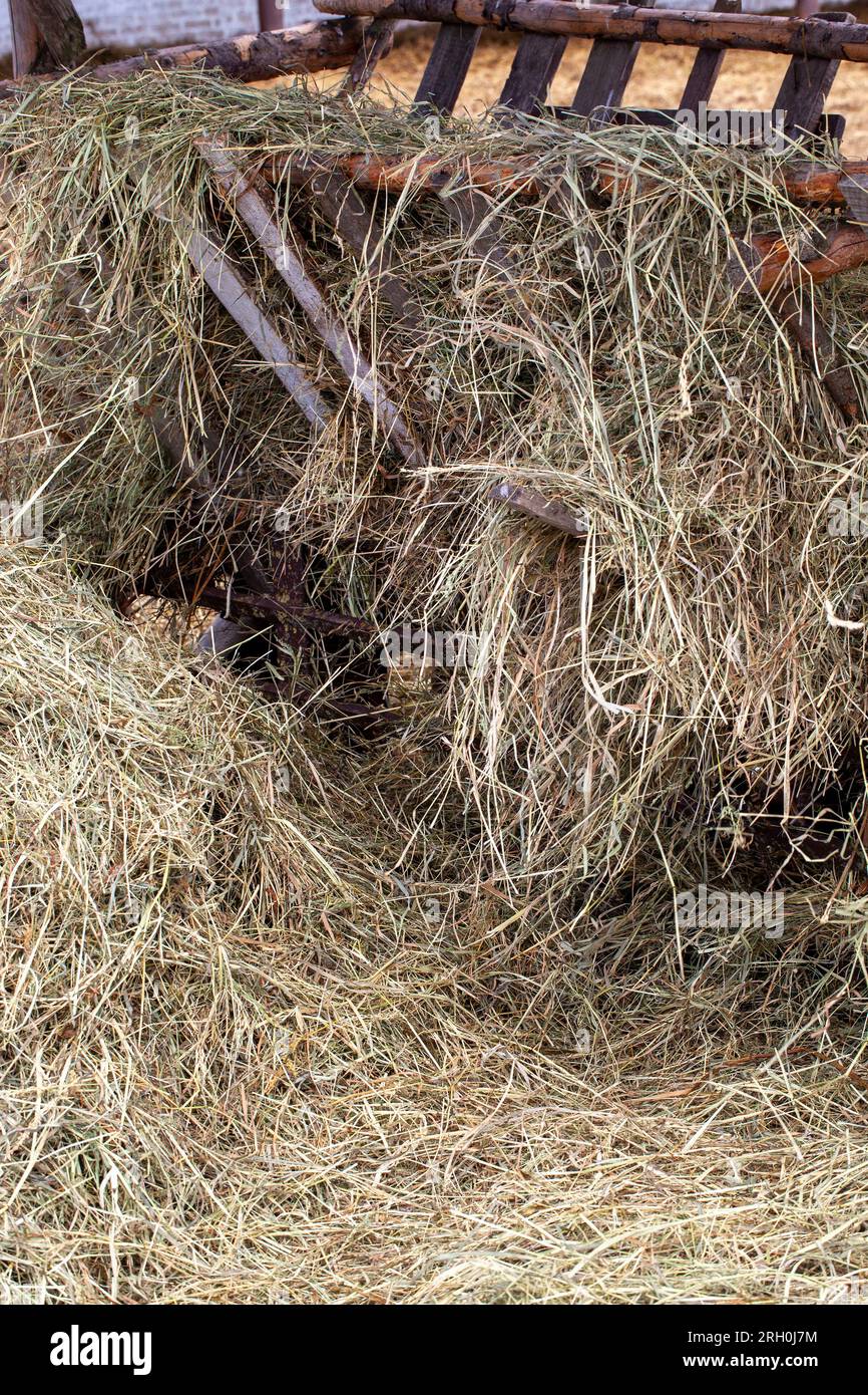 mown dried grass for feeding livestock on the farm, harvesting and use ...