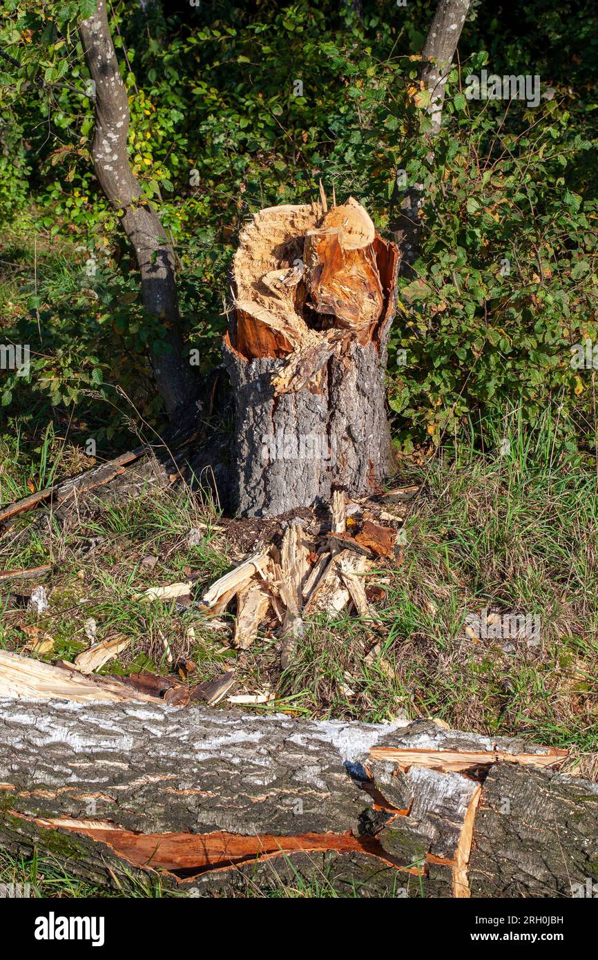 hardwood logging for industrial processing and production, tree trunks ...