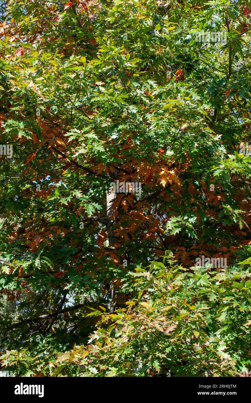 oak foliage turning yellow in autumn during leaf fall, oak tree with ...