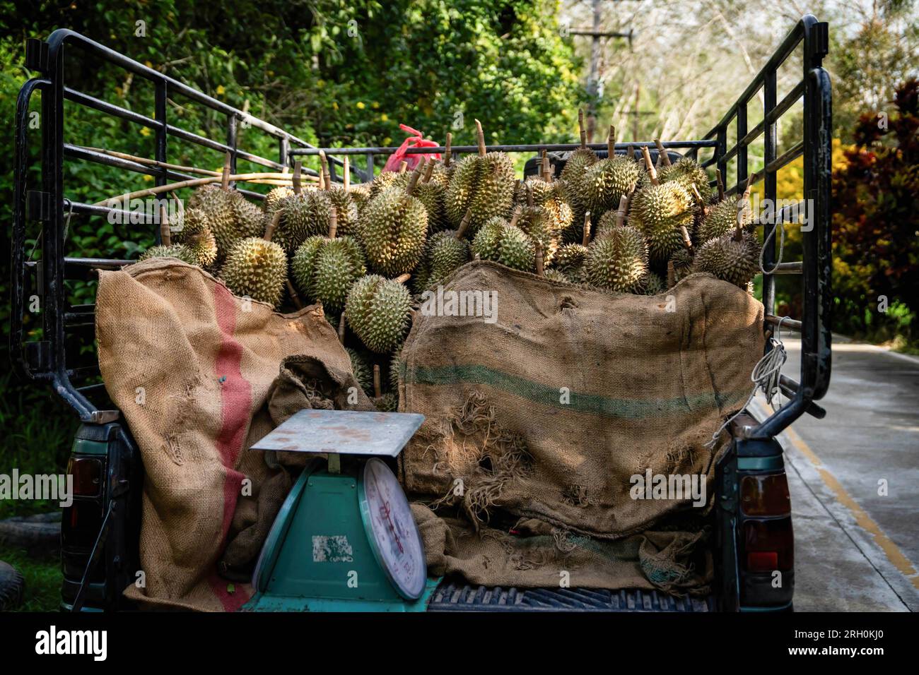 Fresh Durian fruit seen on a truck. Daily life in Betong, Yala Province ...