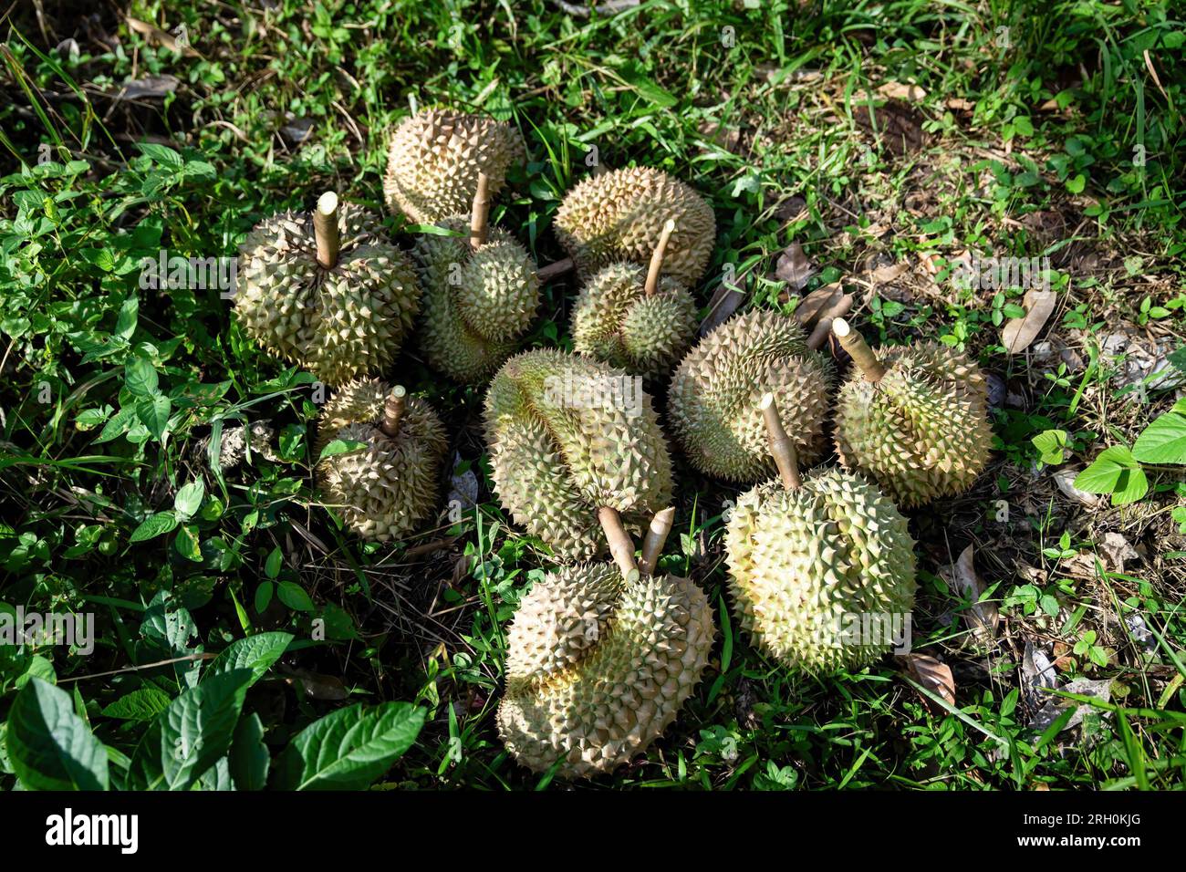 Fresh Durian fruit seen on the ground after being handpicked from a ...