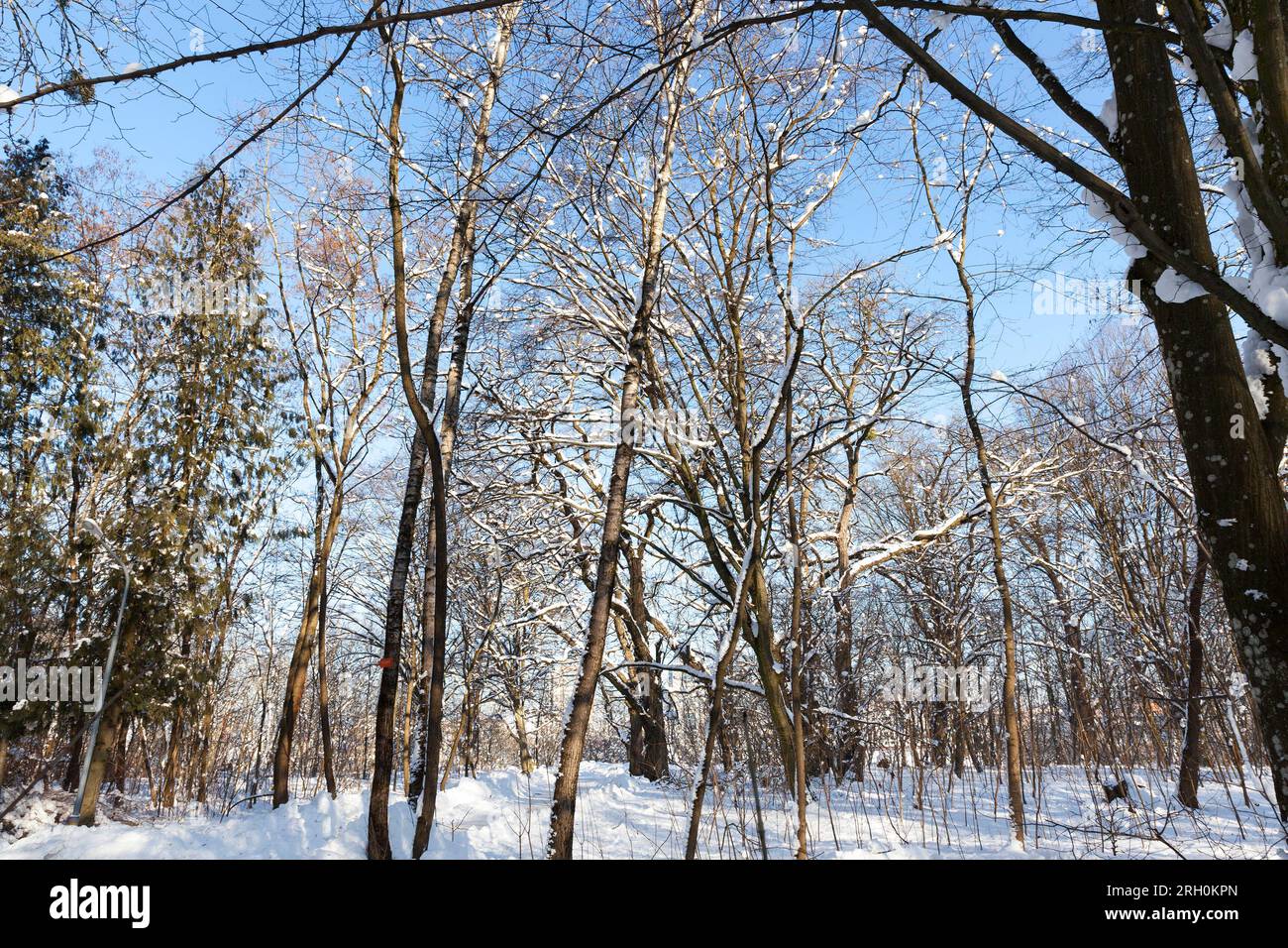 deciduous trees covered with snow in winter, frosty weather with trees ...